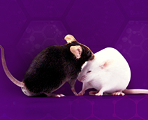 Knockout & Knockin Mouse/Rat Models | Cyagen APAC